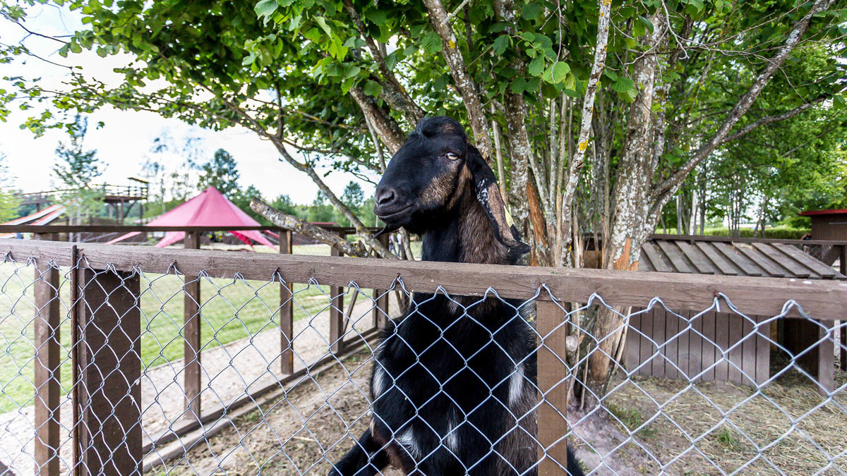 Mini zoo Labirintų parke Anykščiuose | pamatykLietuvoje.lt - kelionių ...